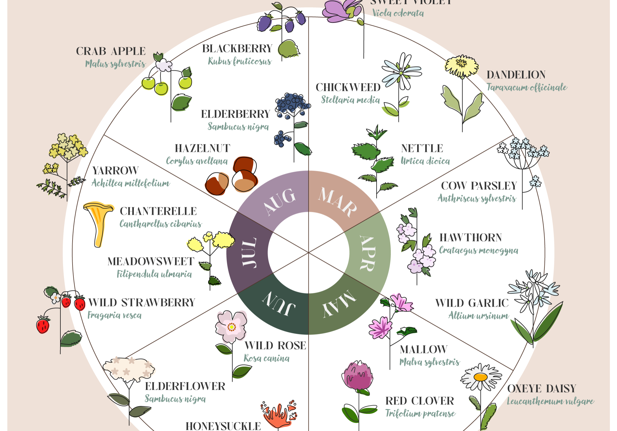 Summer Foraging Guide • Craven and Valley Life